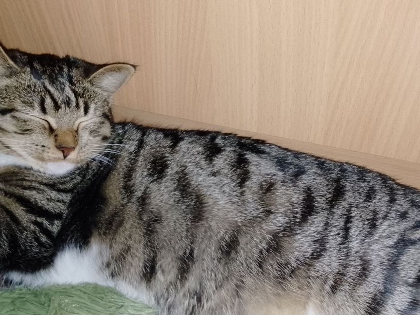 Кошки в добрые руки бесплатно