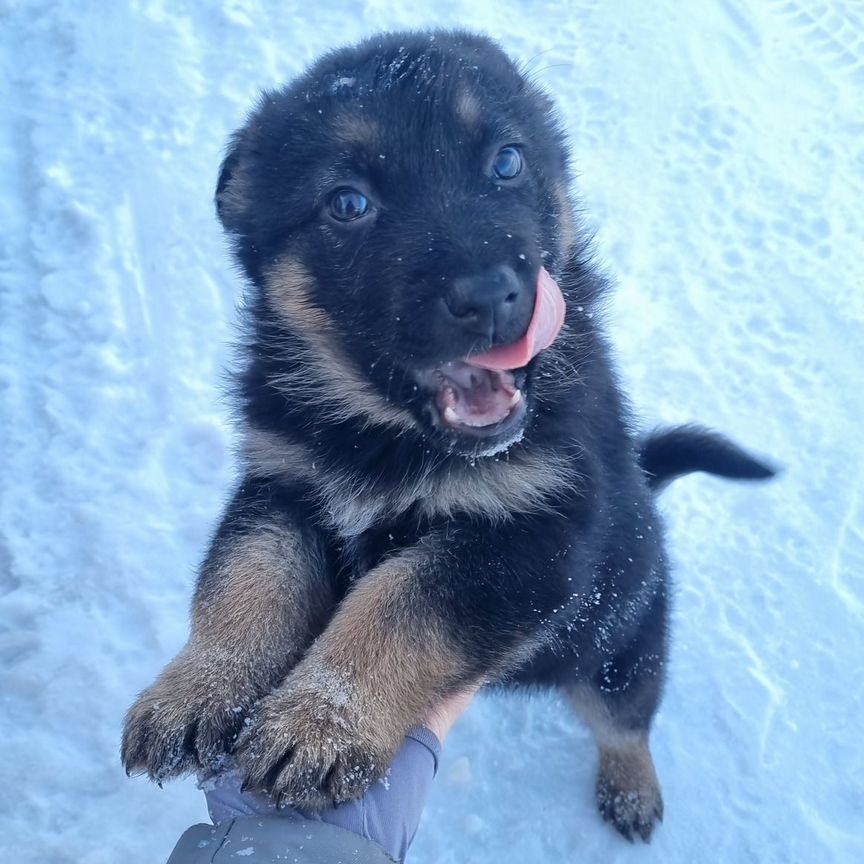 Щенки Немецкой овчарки
