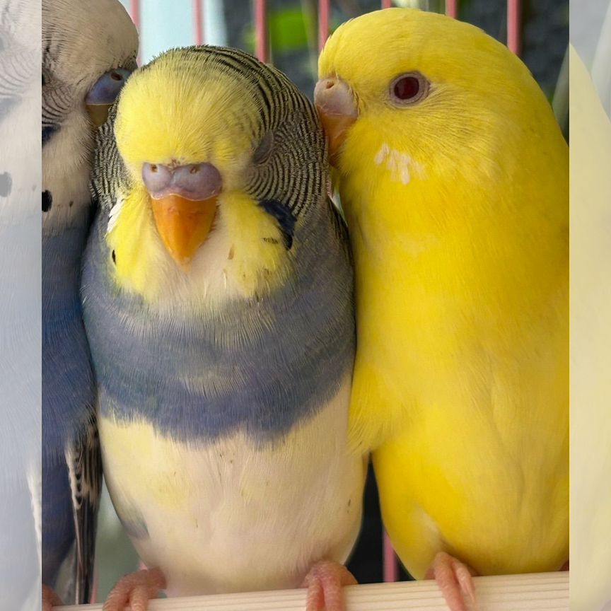 Попугайчики волнистые 5 мес