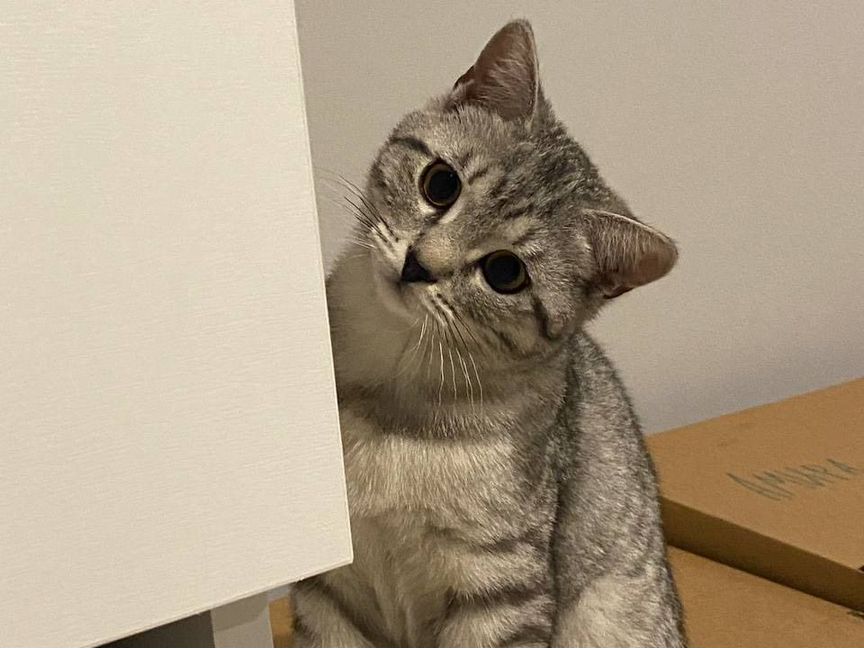 Котята в добрые руки 1 месяц