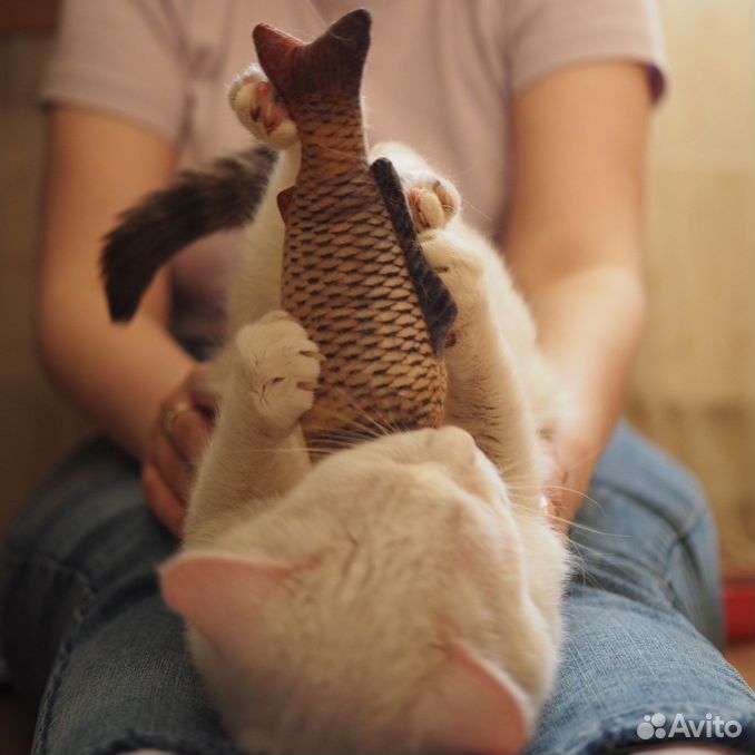 Разноглазый котик ищет родителей