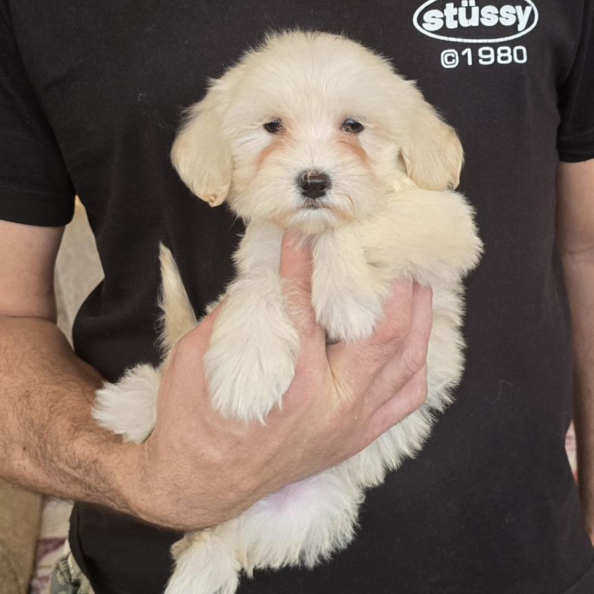 Мальтипу, щенок