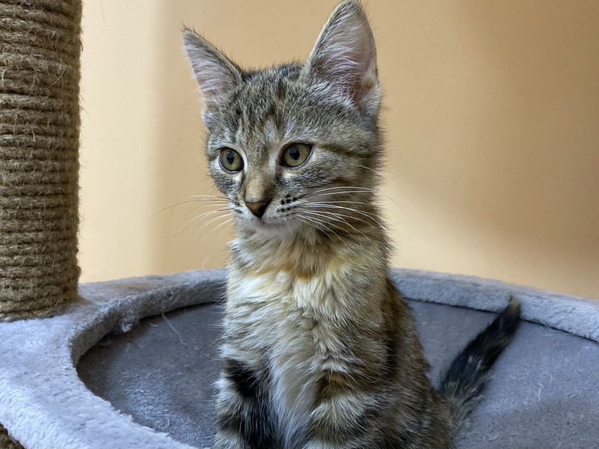 Спасите Карамельку. Трехцветная полосатая девочка