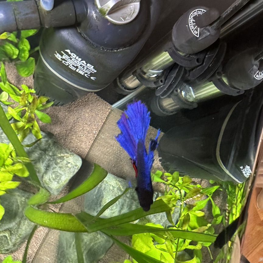 Отдам рыбку петушка бесплатно