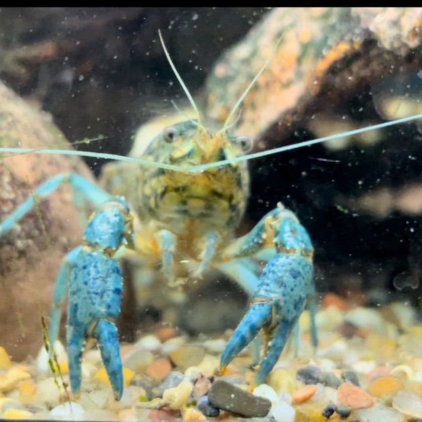 Рак кубинский