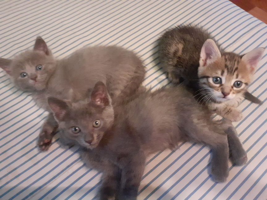 Котята от вислоухой кошечки