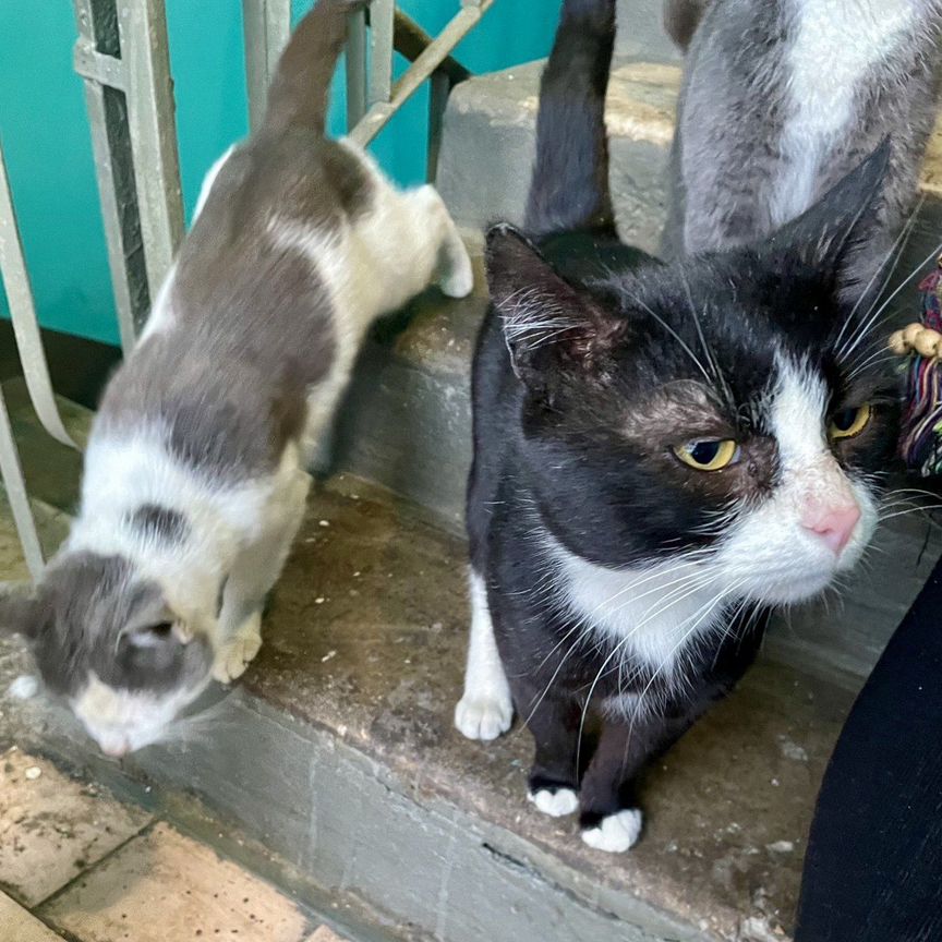 Взрослый кот в добрые руки