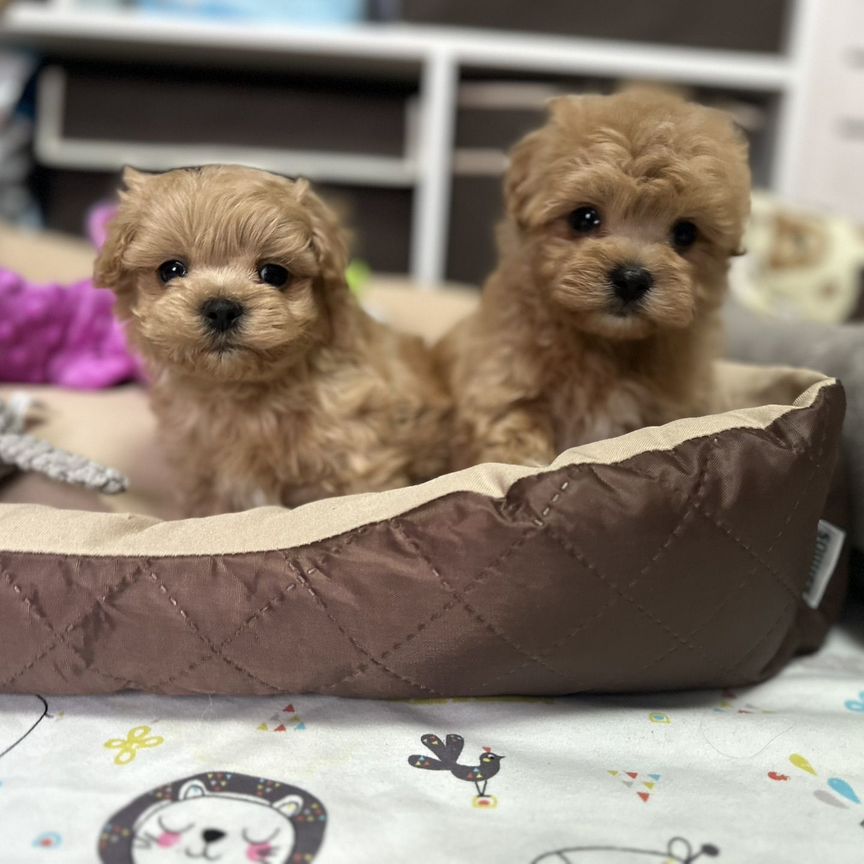 Мальтипу Тедди мальчик