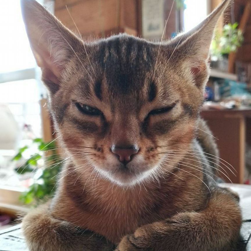 Аббисинский котёнок