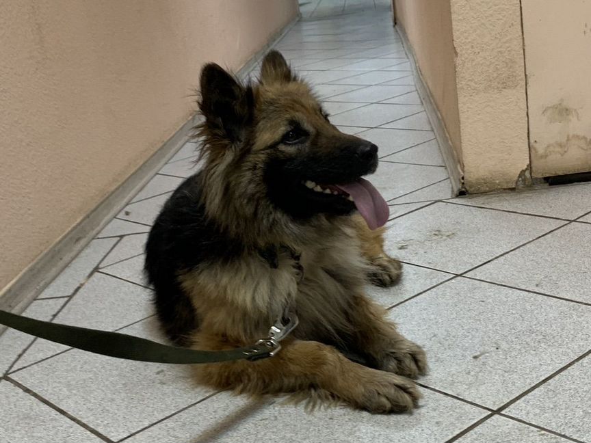 Собака в добрые руки