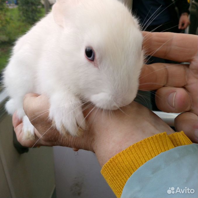 Продам кроликов