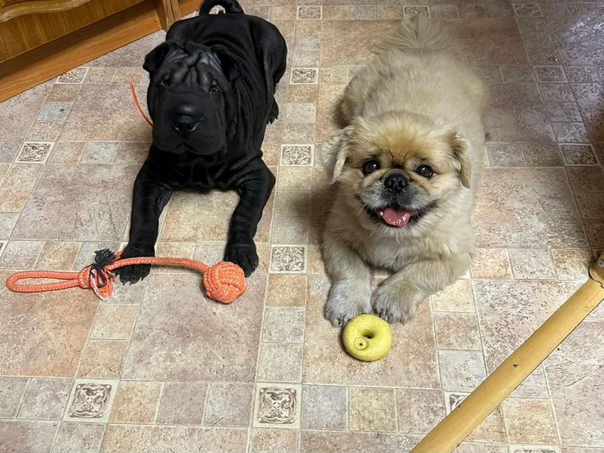 Щенки шарпей