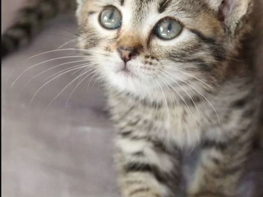 Котенок Рыська ищет дом