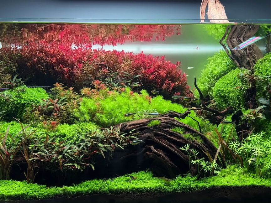 Оформление аквариума,консультации,коряги