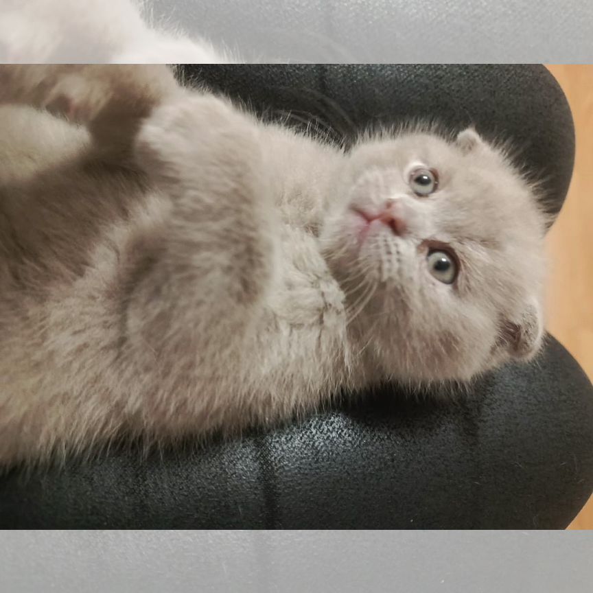 Шотландский вислоухий короткошёрстный котёнок