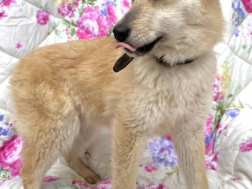 Щенок девочка 4 месяца