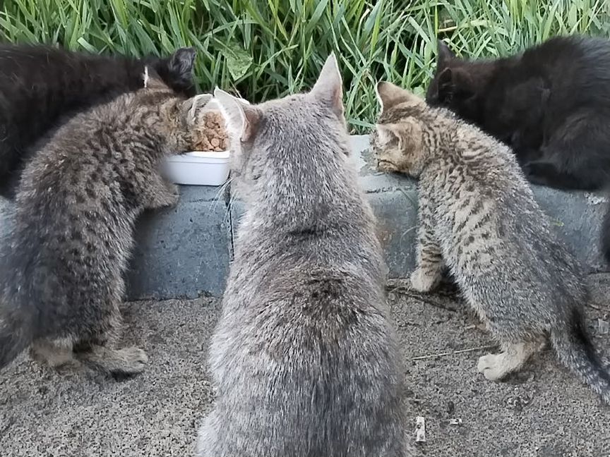 Котята в добрые руки