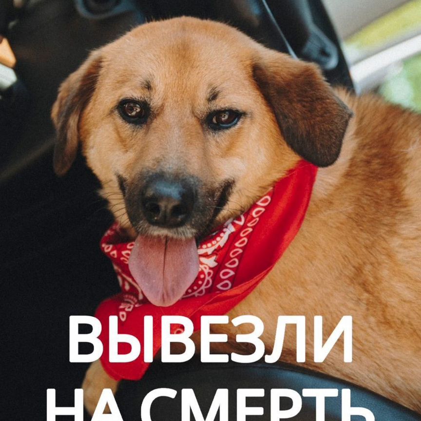 Взрослая собака в добрые руки