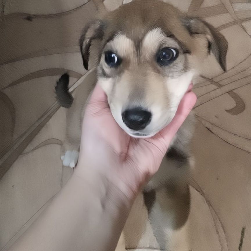 Немецкая овчарка, щенок