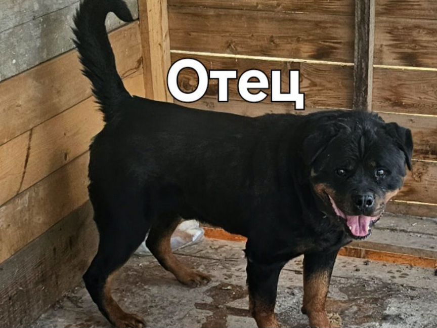 Щенки ротвейлера бронь на Июль