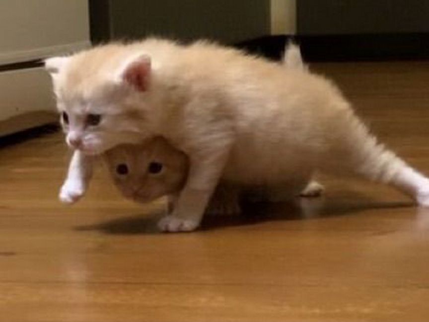 Котятки рыжие. Мальчик и молочная девочка