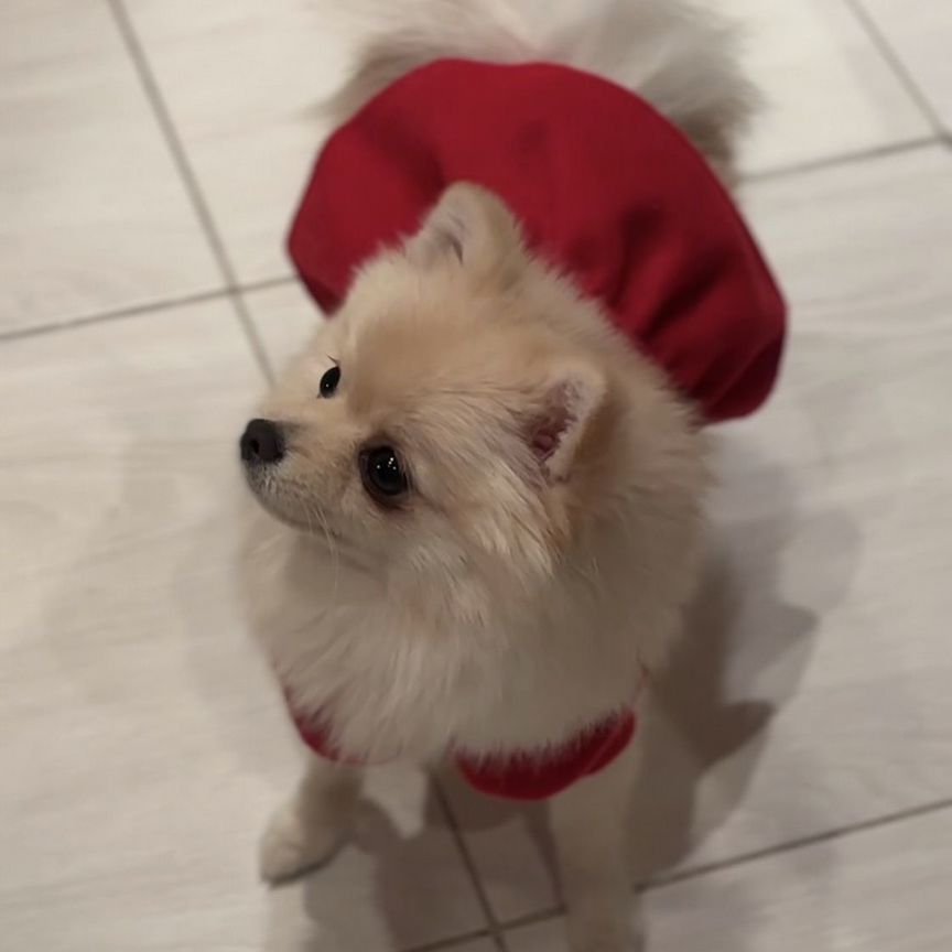 Платье для собак мелких пород