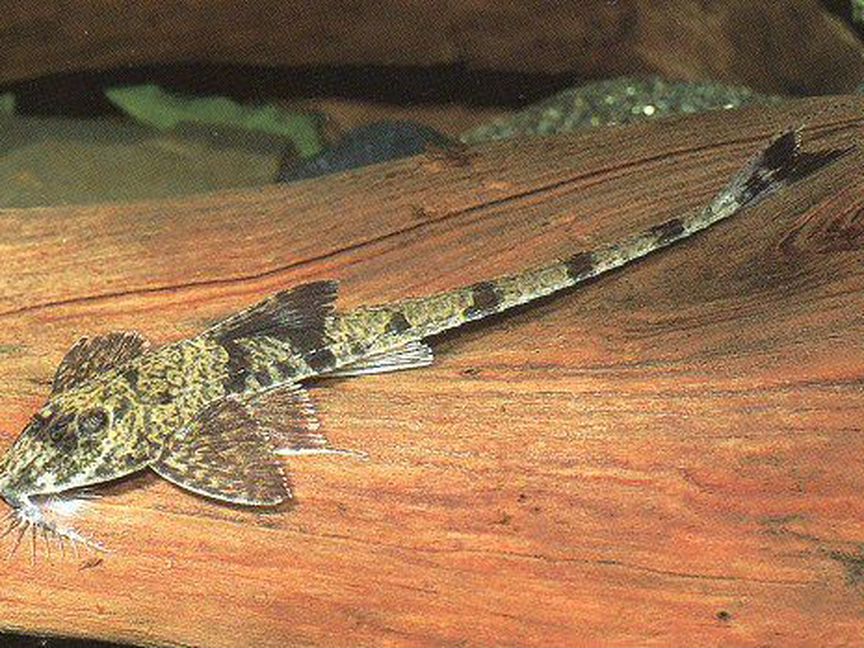 Сом Лорикария Королевская Своя (Loricaria Lata F1