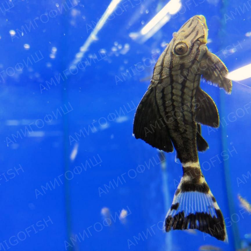 L-128 Голубой Фантом (Hemiancistrus Sp)