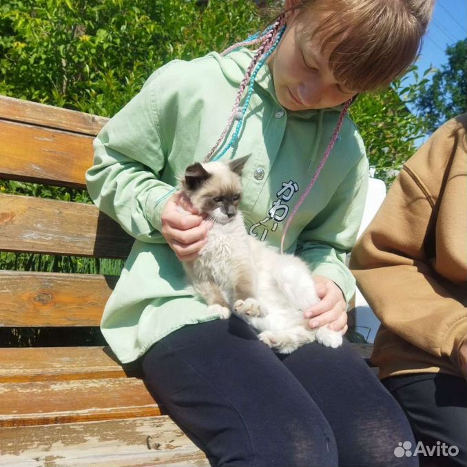 Котёнок мальчик нашли на улице возле дороги