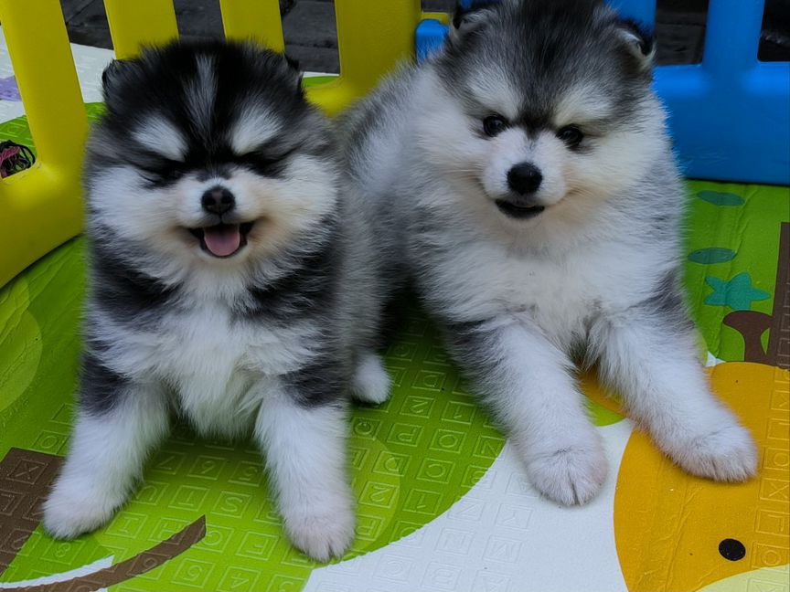 Щеночки помски