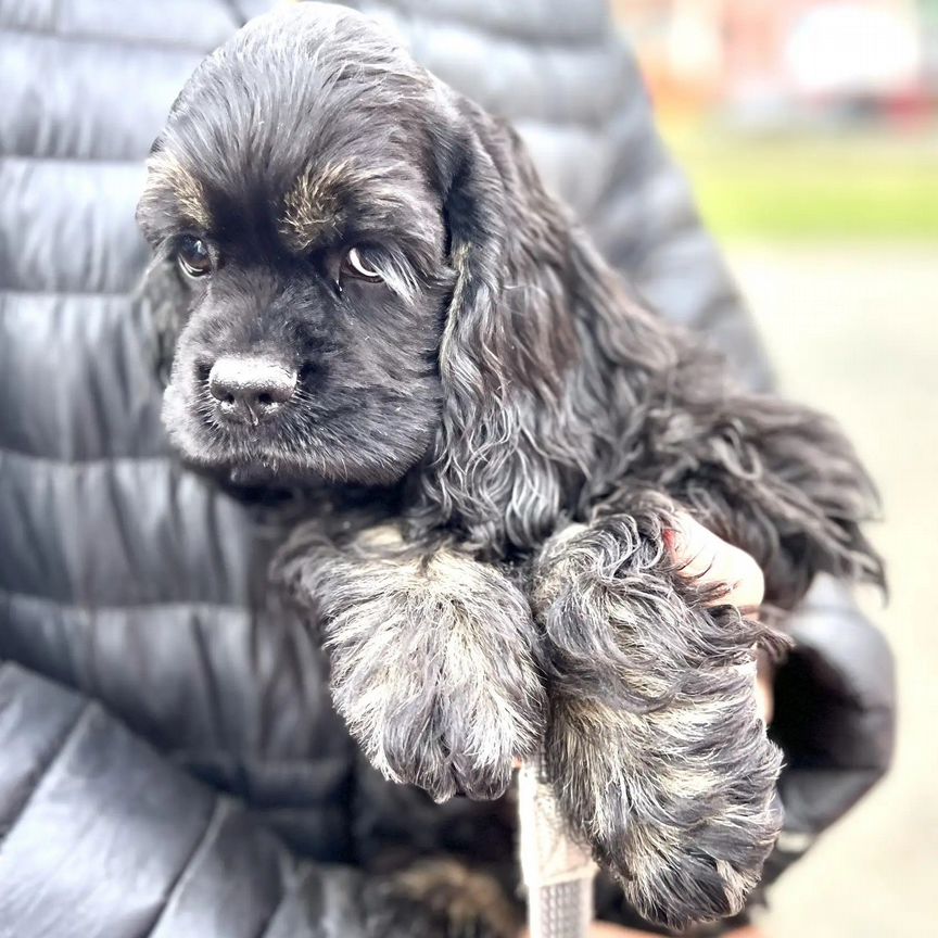 Американский кокер-спаниель, щенок