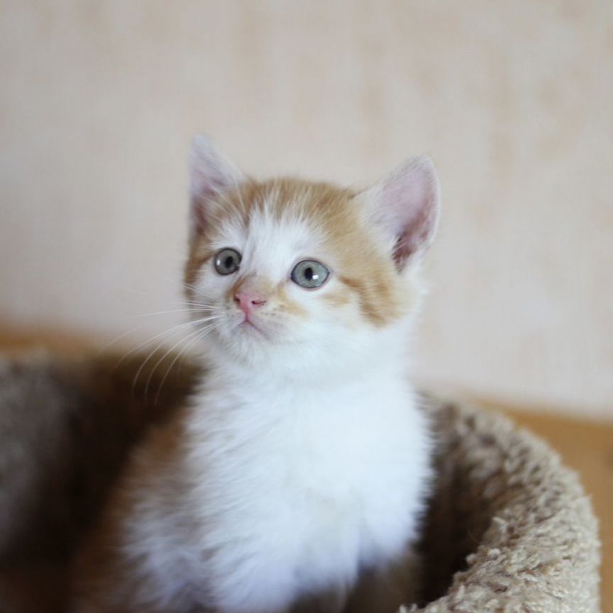 Котенок 1.5 месяца в добрые руки