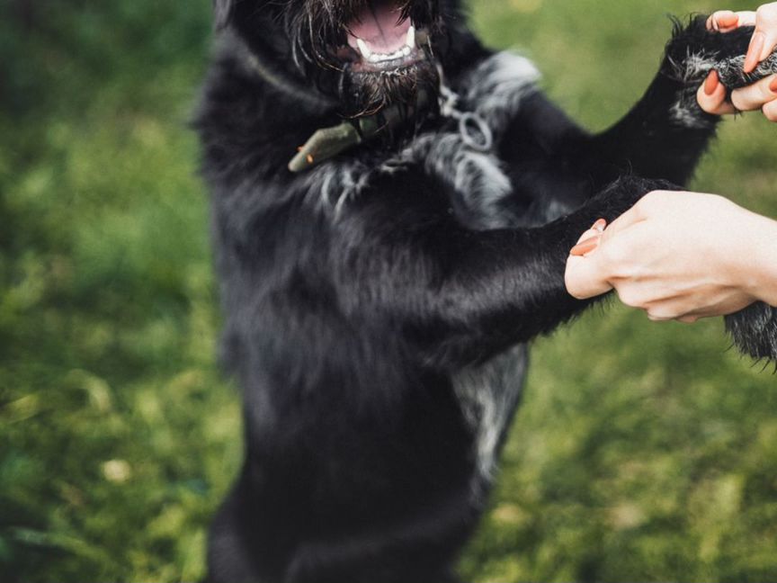 Собака в добрые руки