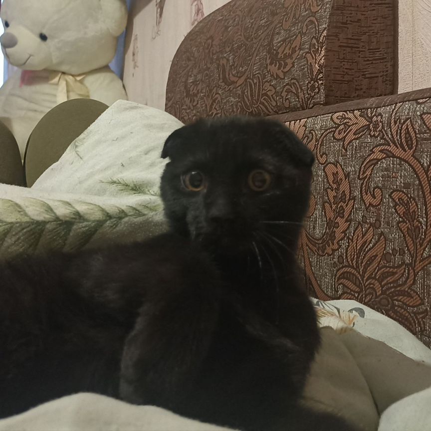 Британец вислоухий, чёрный, мальчик
