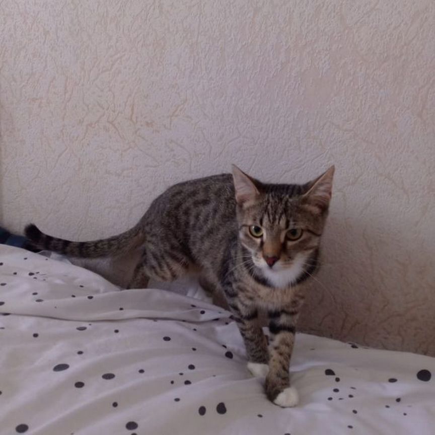Котик мальчик
