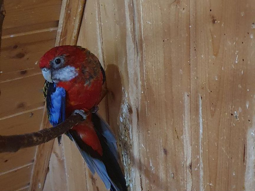 Попугай розелла