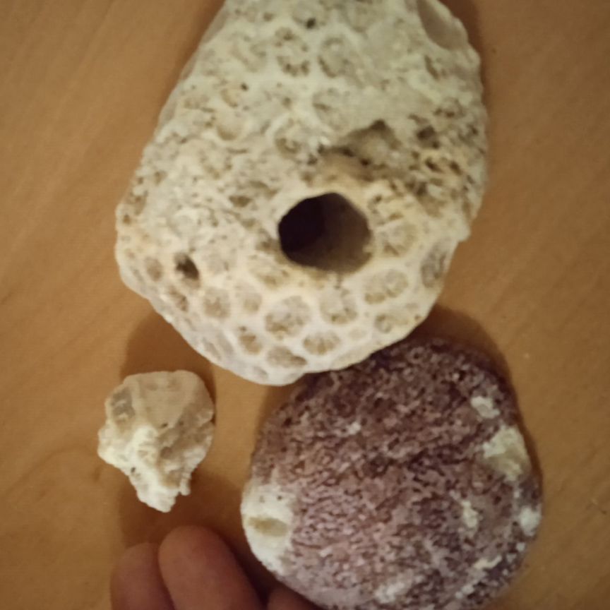 Морские кораллы