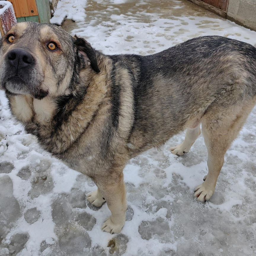 Красавец в добрые руки