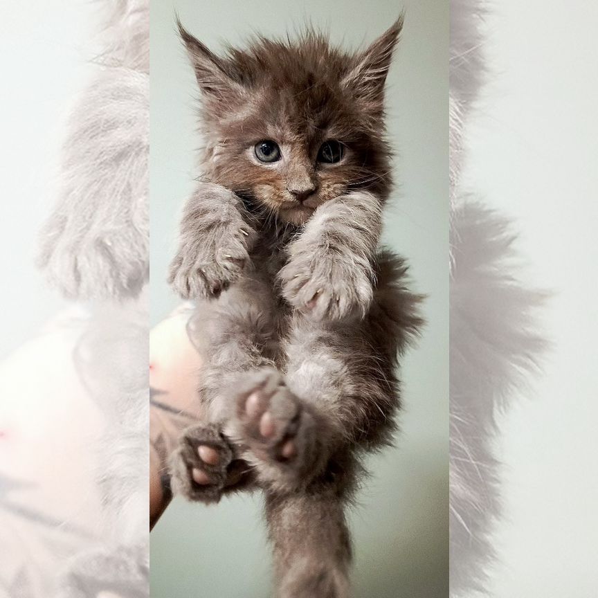 Мейн-кун котёнок