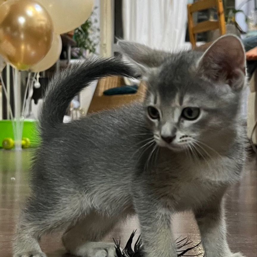 Аббисинские котята