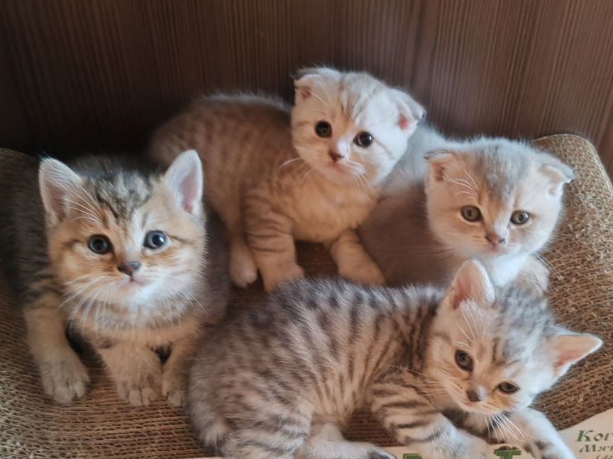 Шотландские котята