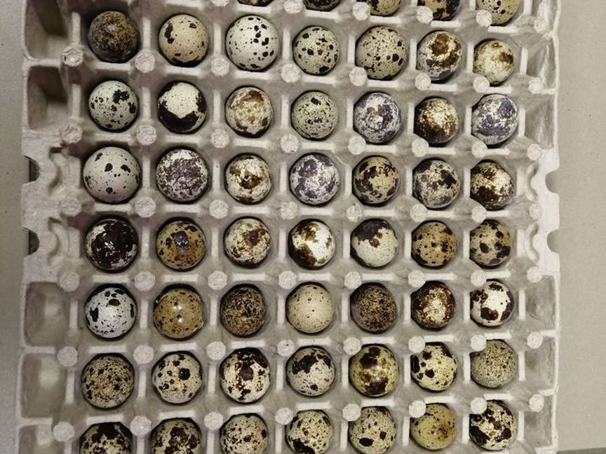 Инкубационное яйцо перепела