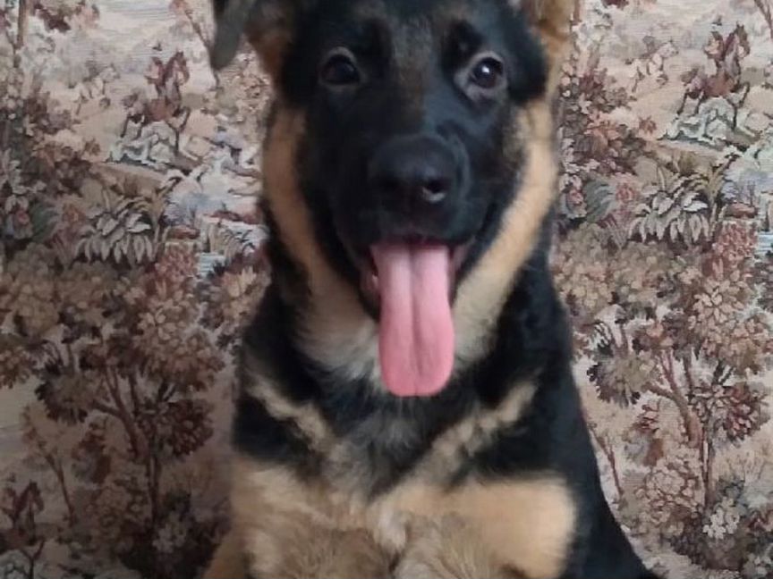 Красивые немецкие овчарки - надежная охрана -щенки