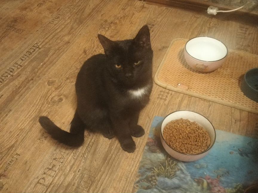 Котик
