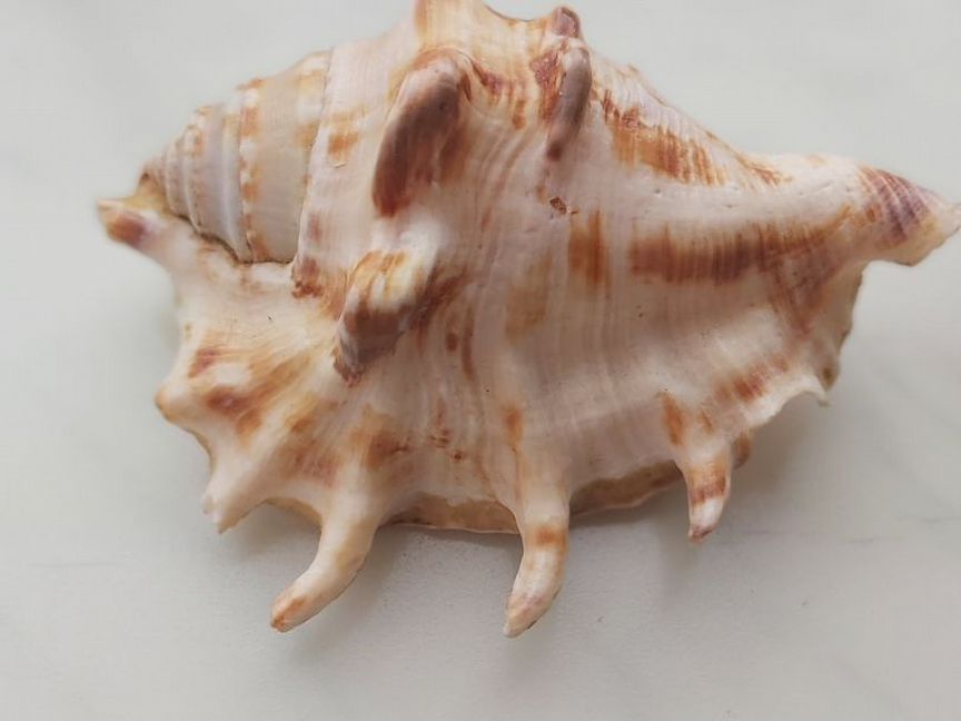 Морские ракушки раковины