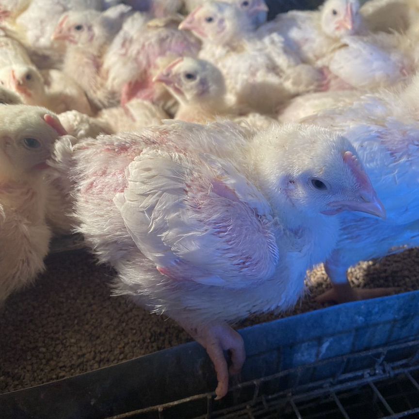 Цыпленок бройлер