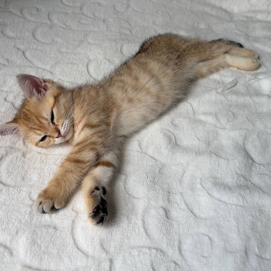 Британский короткошёрстный котёнок