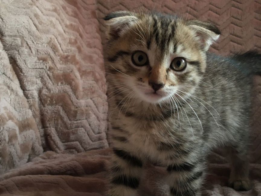 Продам вислоухого котёнка