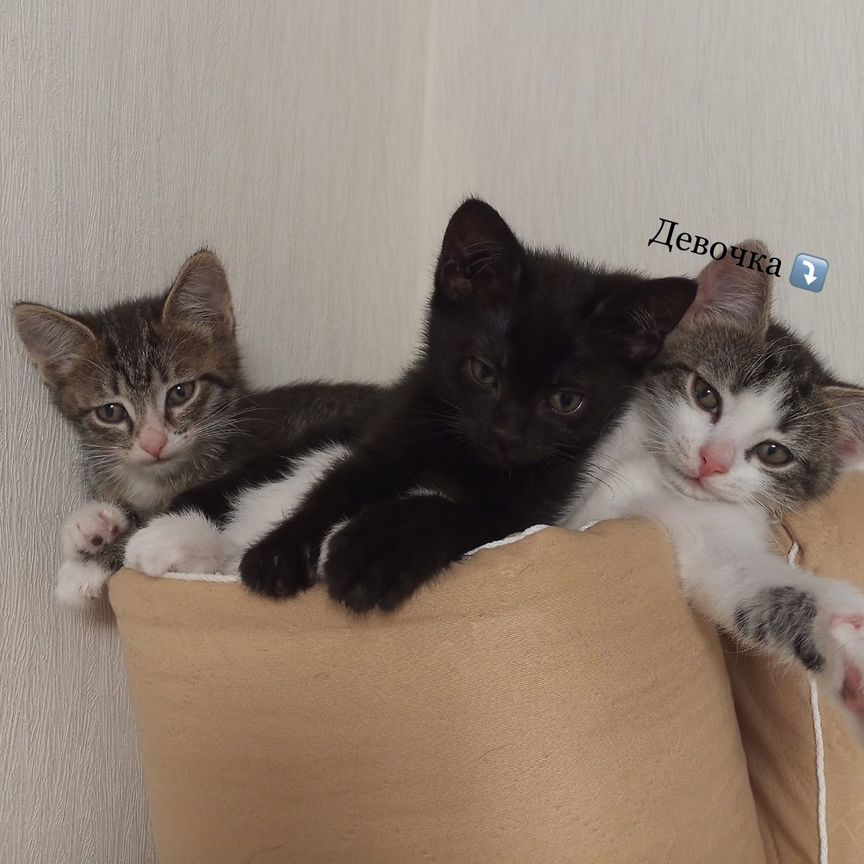 Котёнок в добрые руки