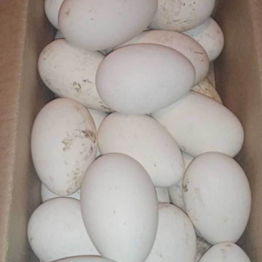 Яйцо гусиное для инкубации